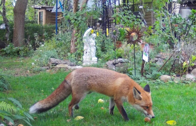 Un laboratorio en el jardín: así se relacionan los animales salvajes de ...