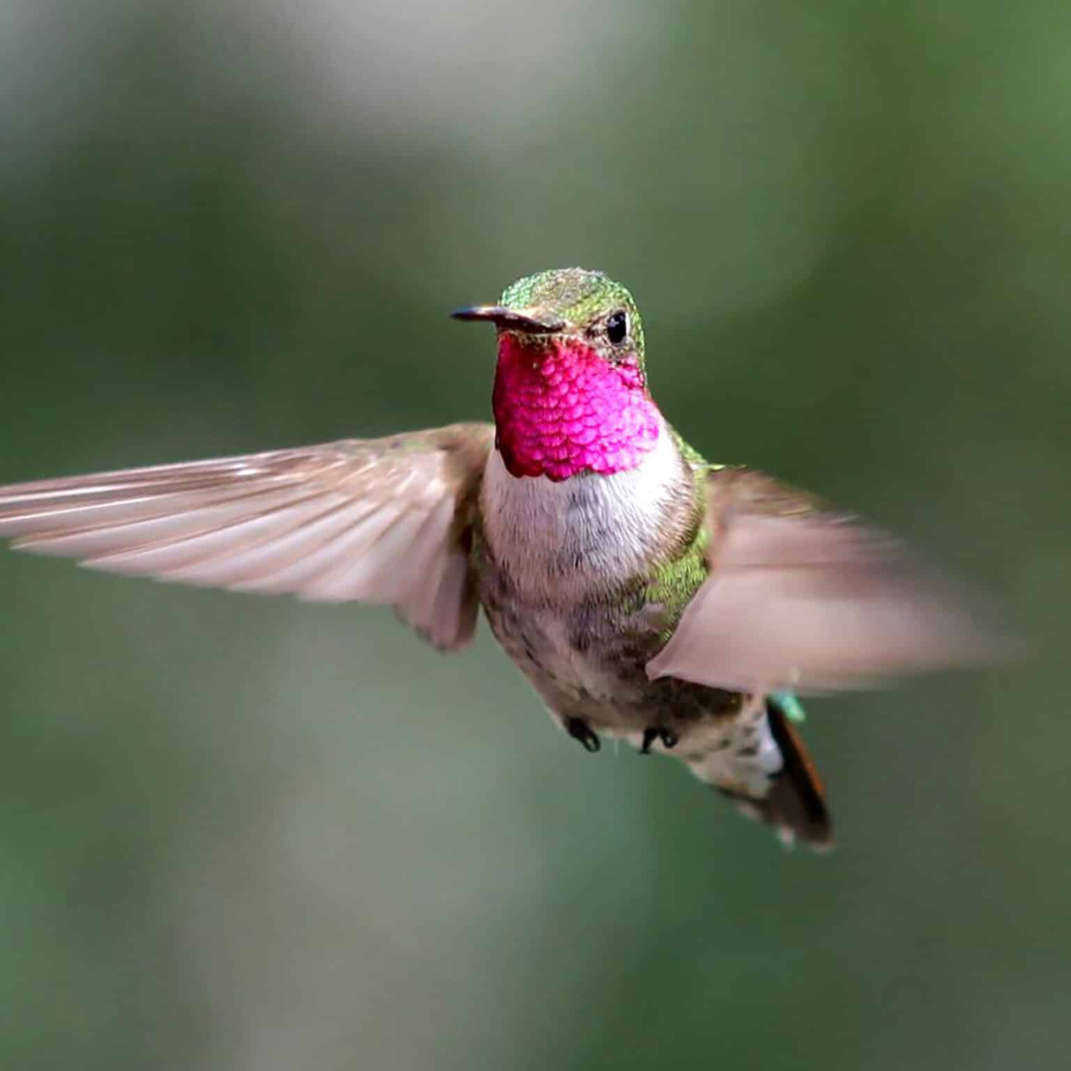 El secreto de las plumas iridiscentes en los colibríes