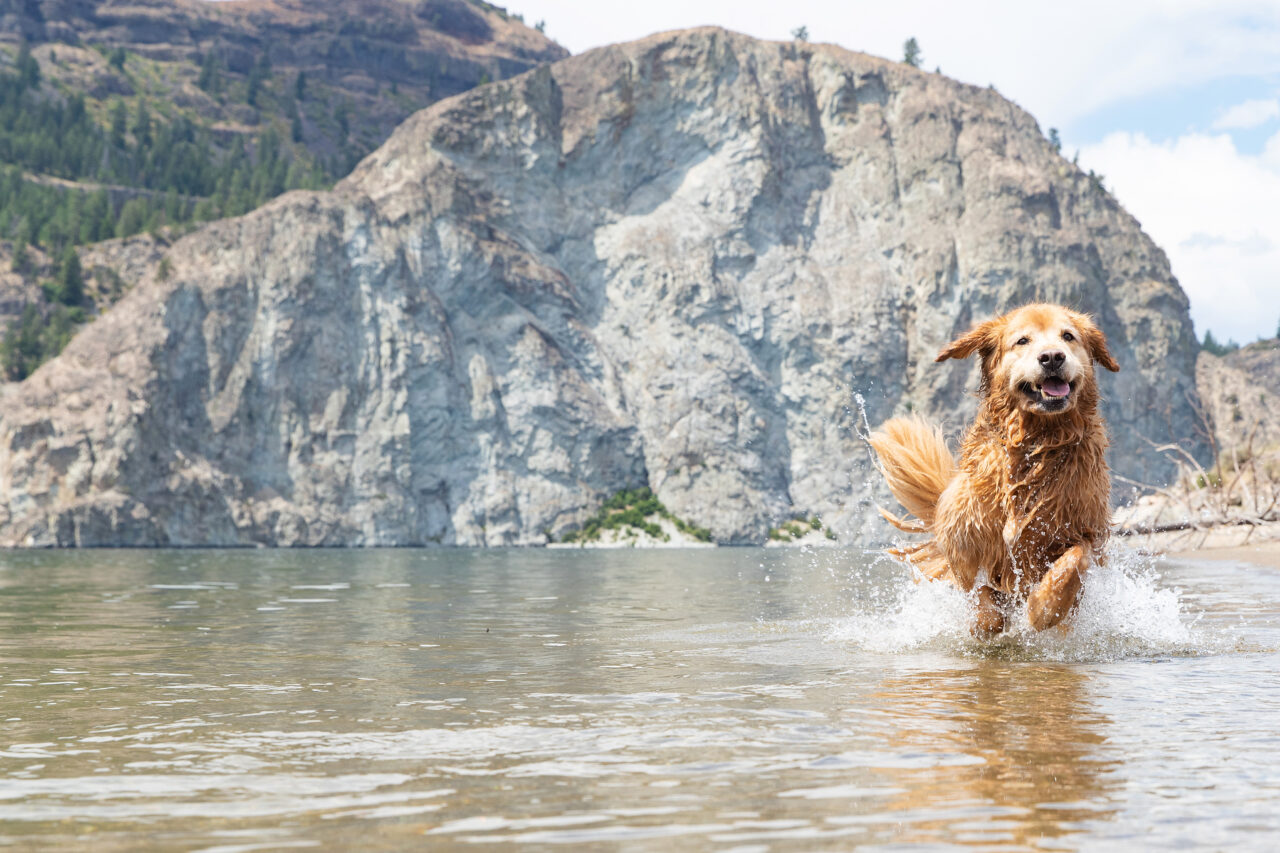 ¿Cómo eran los perros en la prehistoria?