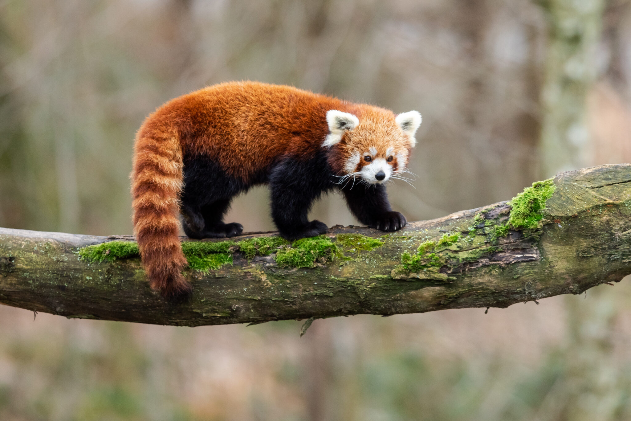 El panda rojo: el animal más hermoso del Himalaya