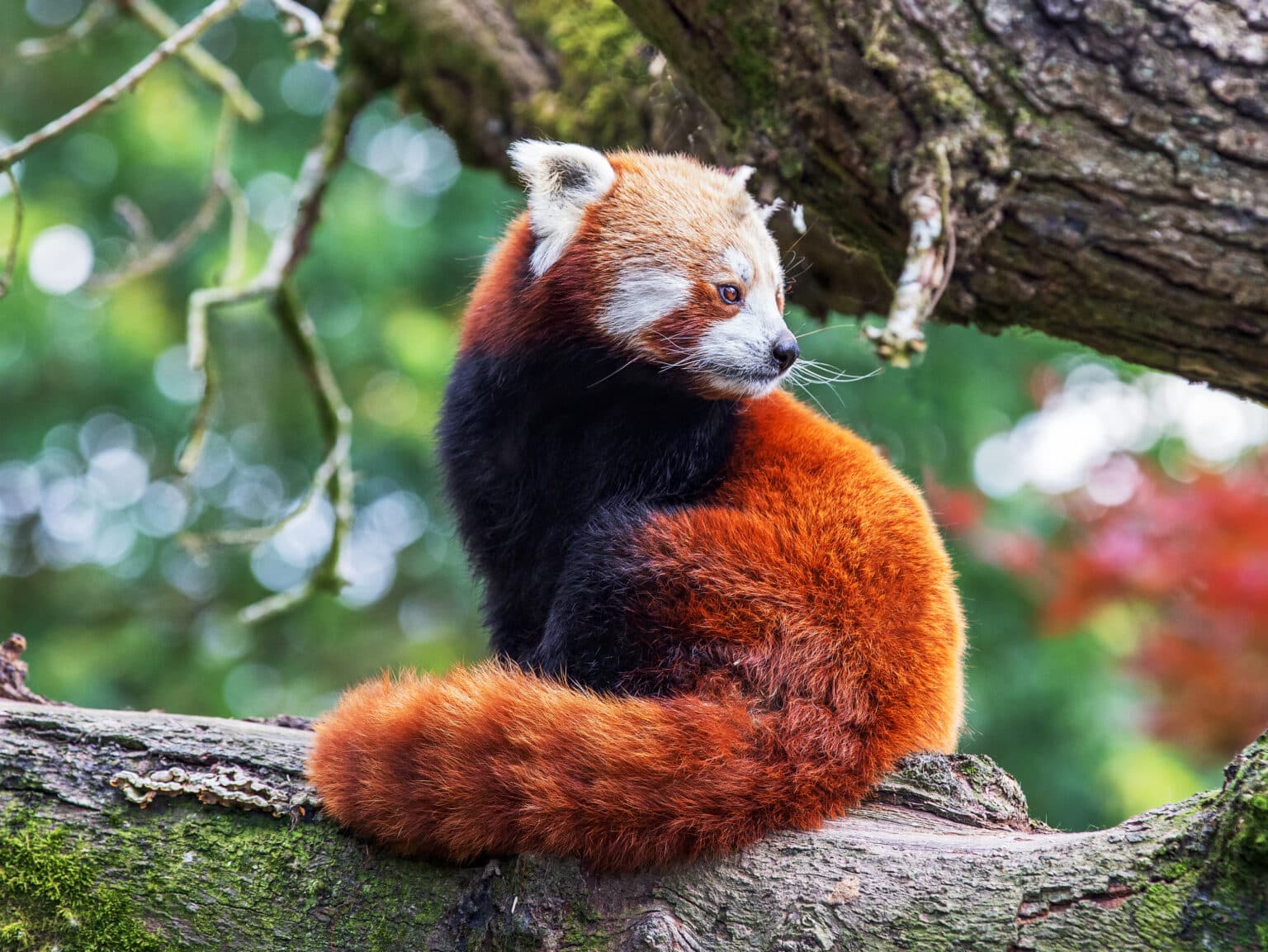El panda rojo: el animal más hermoso del Himalaya